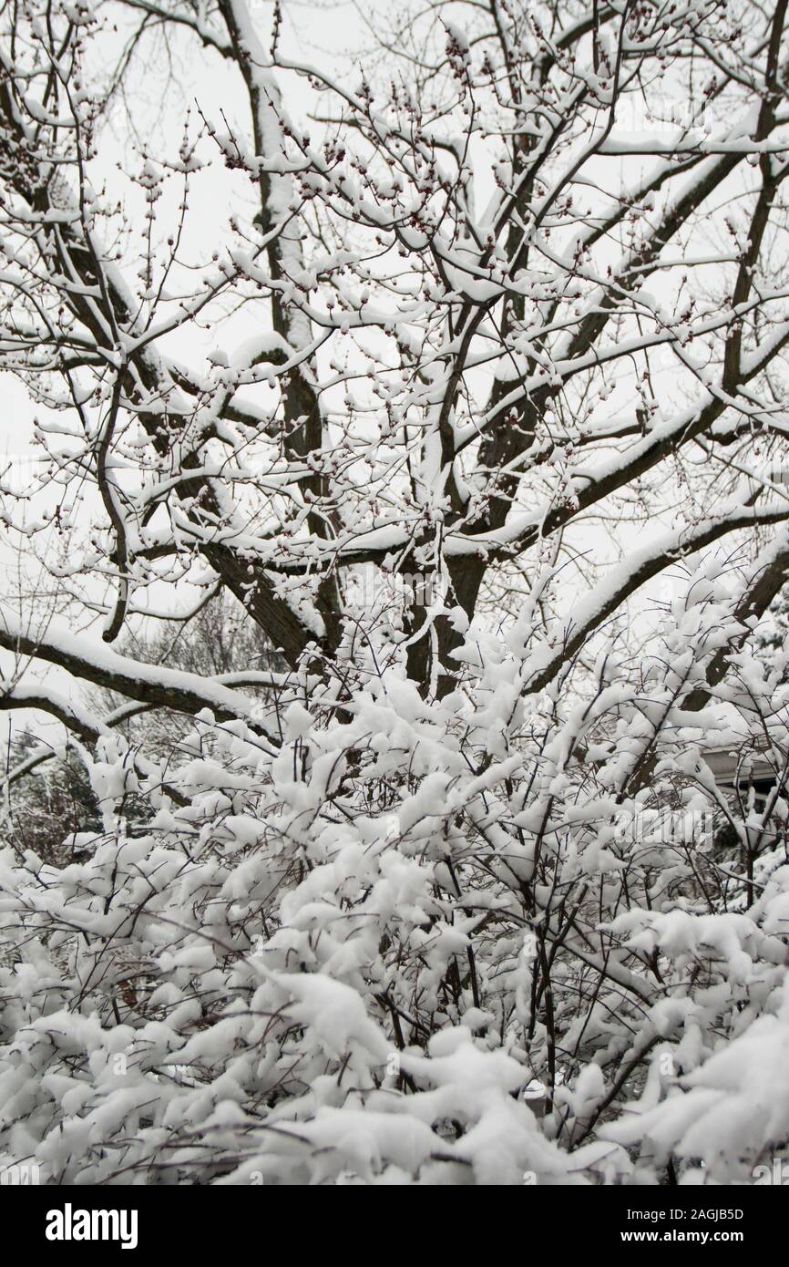 Snowfall on Trees and Bushes Stock Photo - Alamy