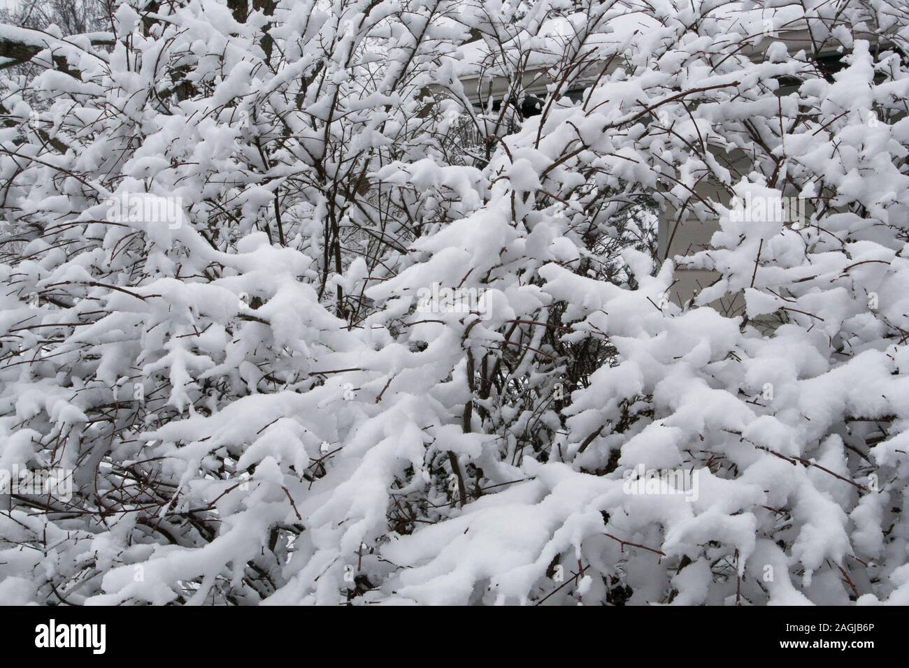 Snowfall on Trees and Bushes Stock Photo - Alamy