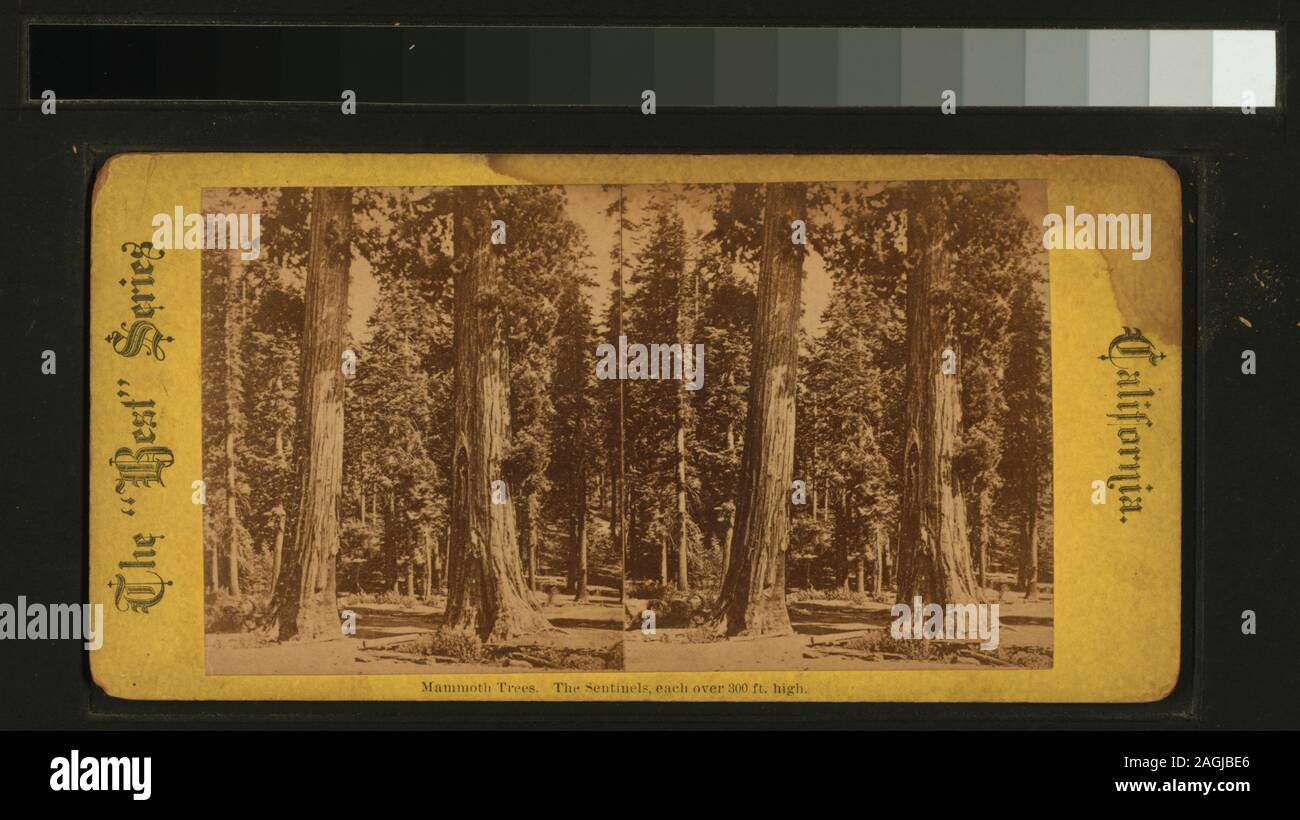 Mammoth Trees The Sentinels, each over 300 ft high Mammoth Trees. The ...