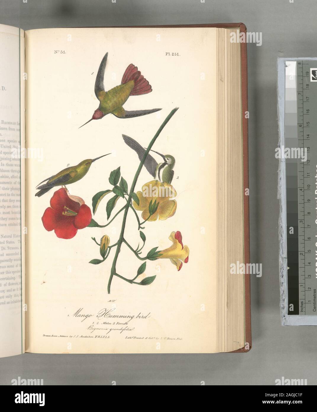 Trochilus mango.; Mango Humming bird. 1. 2. Males. 3. Female. (Bignonia ...