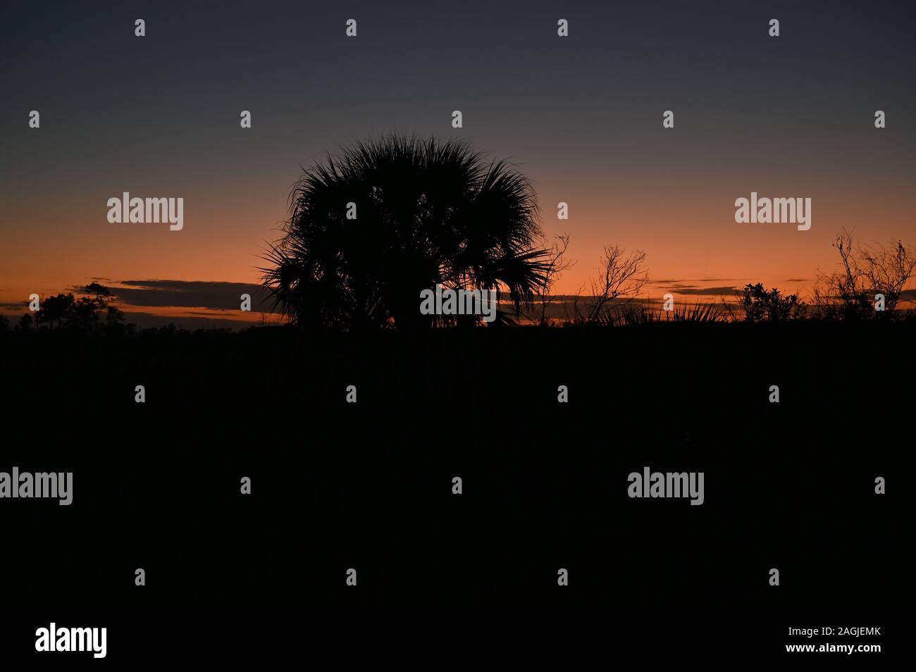 Everglades night hi-res stock photography and images - Alamy