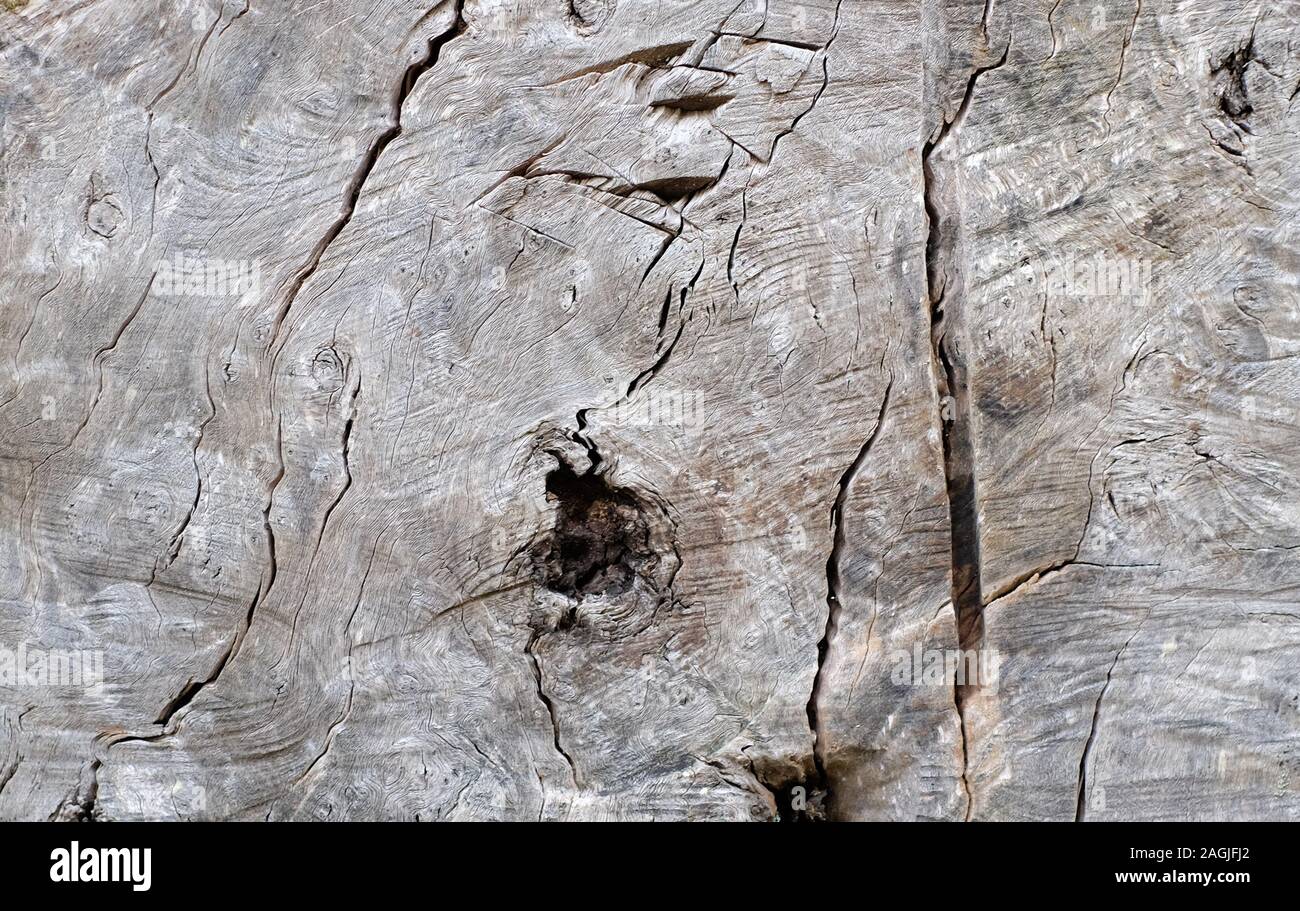 Dry timber tree trunk, weathered and showing texture and grain of wood ...