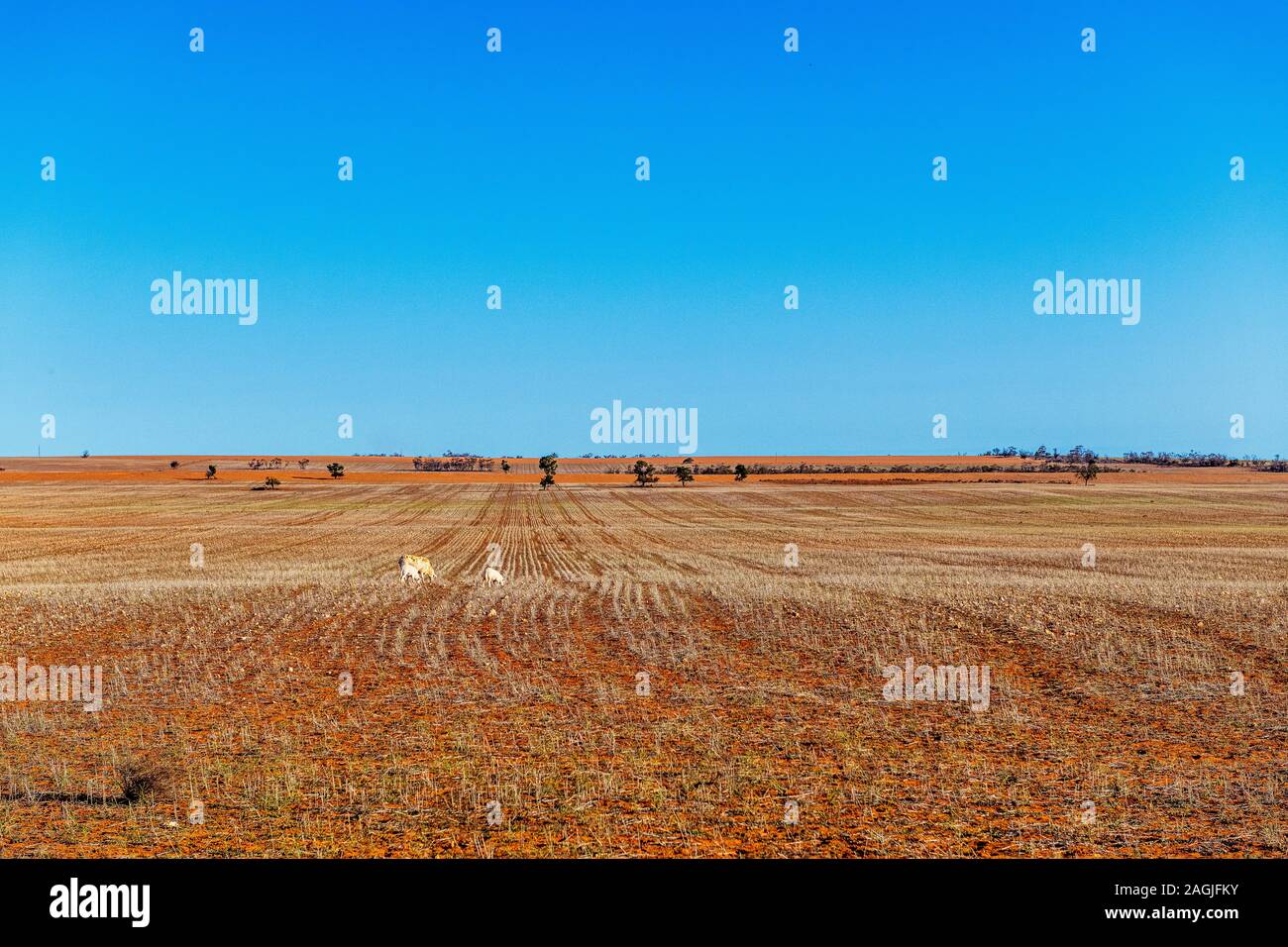 Barren farm due to the extreme drought in South Australia Stock Photo ...