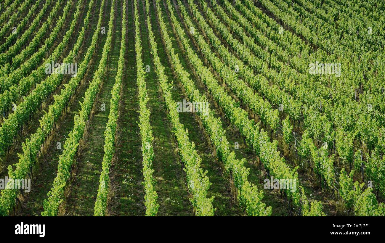 Long green grape hi-res stock photography and images - Alamy