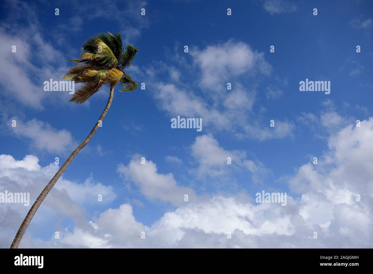 Coconut Palm Tree Isolated High Resolution Stock Photography and Images ...