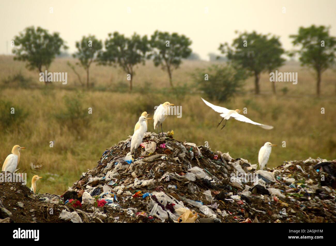 Big garbage land. Land and air pollution Stock Photo - Alamy