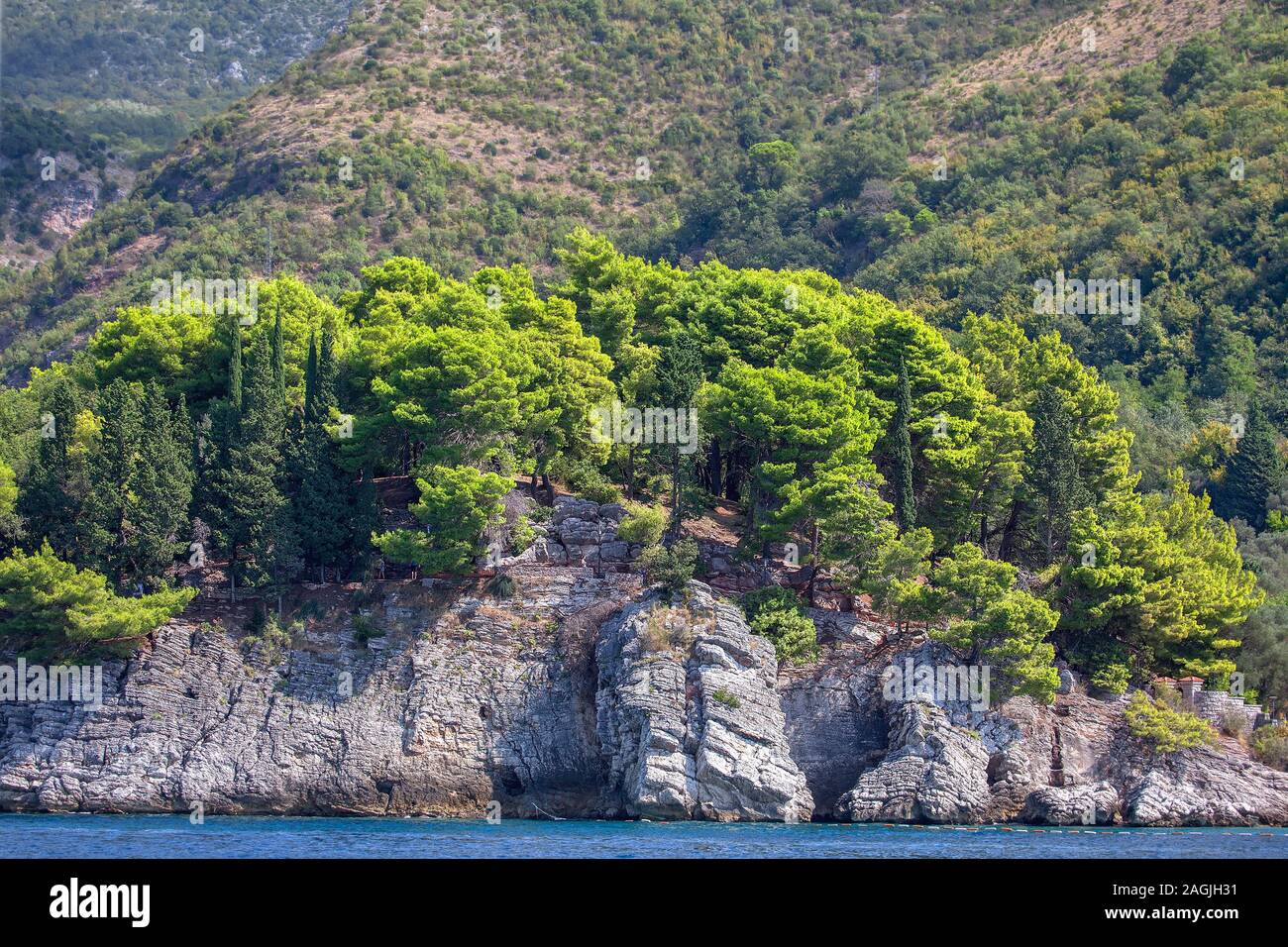 Tropical and subtropical coniferous forest hi-res stock photography and ...