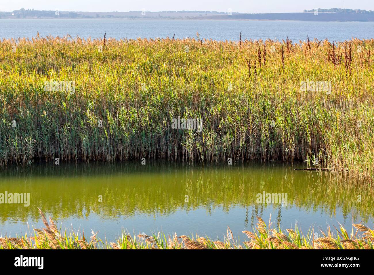 green reed growing on the lake water Stock Photo - Alamy