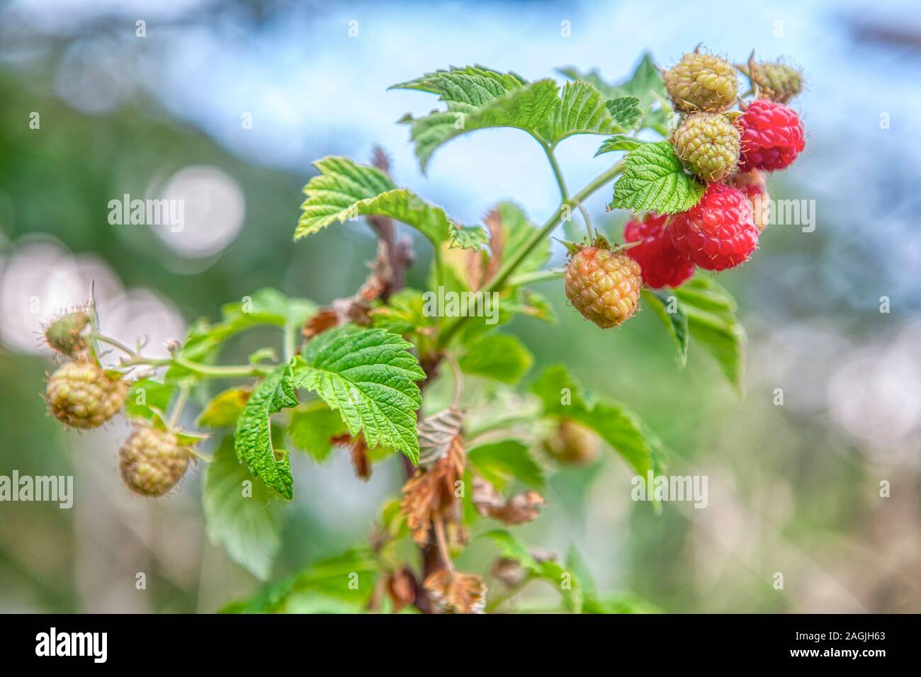 fresh raspberry growing in the garden Stock Photo - Alamy