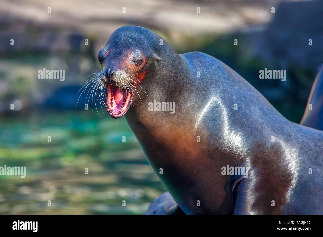 portrait of cute screaming seal Stock Photo - Alamy