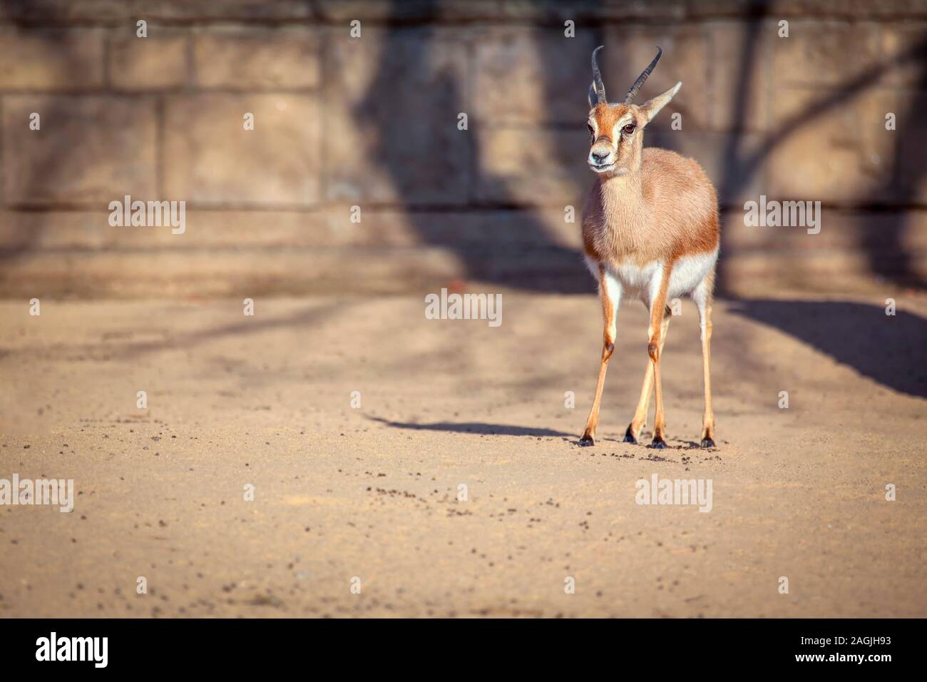 cute young antelope in the sunny day Stock Photo - Alamy