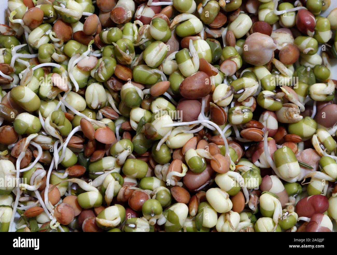 Sprouting bean hi-res stock photography and images - Alamy
