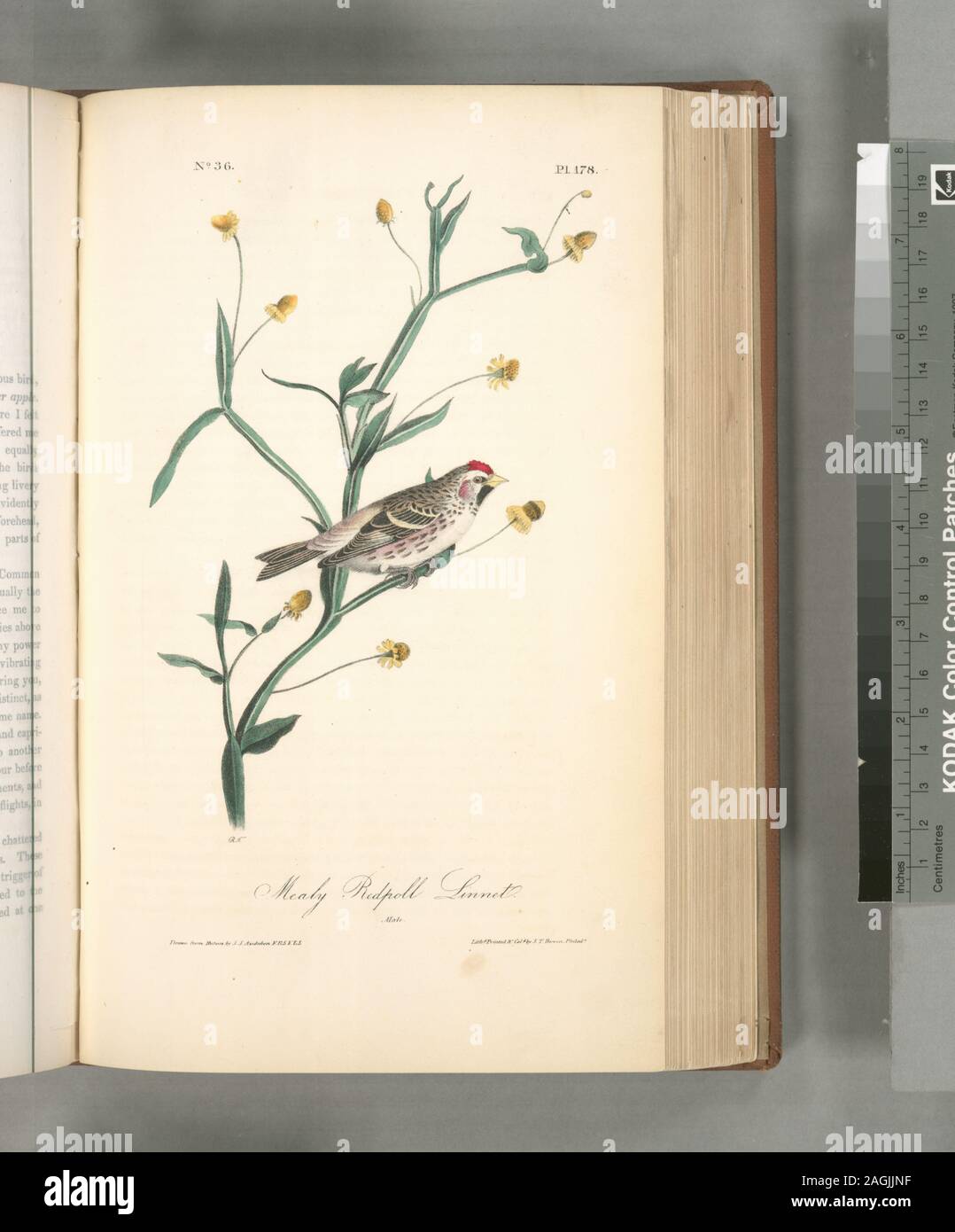 Linaria borealis hi-res stock photography and images - Alamy