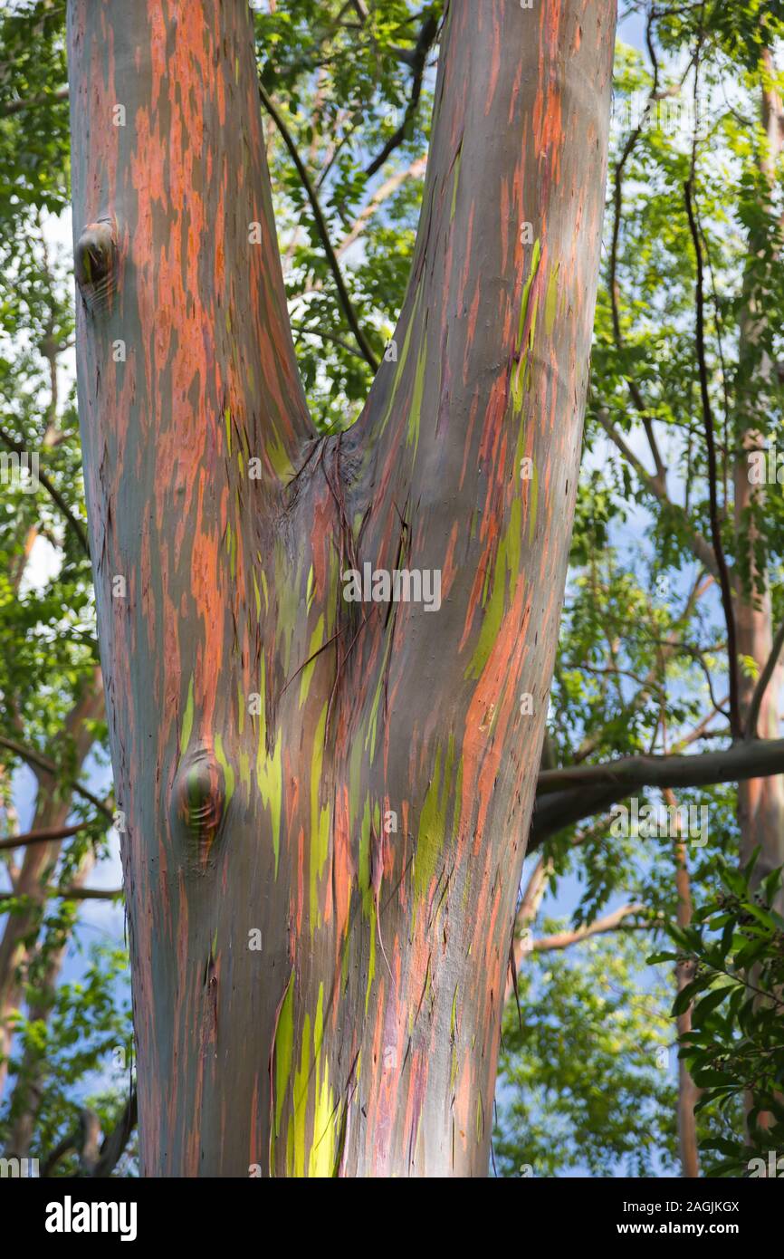 Hawaii rainbow eucalyptus tree tree hi-res stock photography and images ...