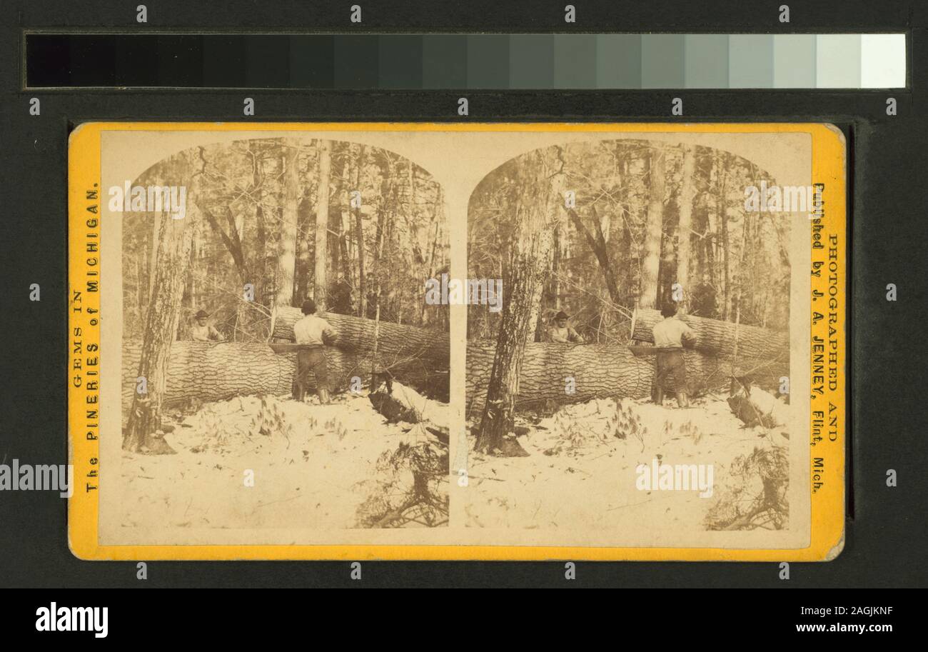 Men sawing the lumber photographed and published by J. A. Jenney.; Men ...