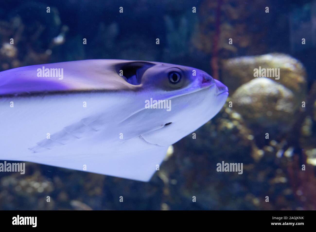 Smiling Stingray Swimming in the Ocean Stock Photo - Alamy