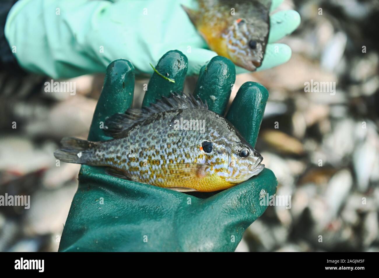 23 November 2019, Bavaria, Höchstadt: A fisherman shows a common ...