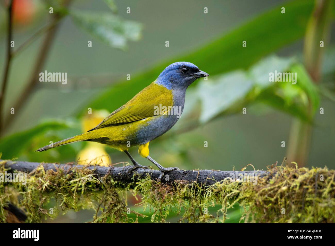 Blue-capped Tanager Sporathraupis cyanocephala Tandayapa, Ecuador 8 ...
