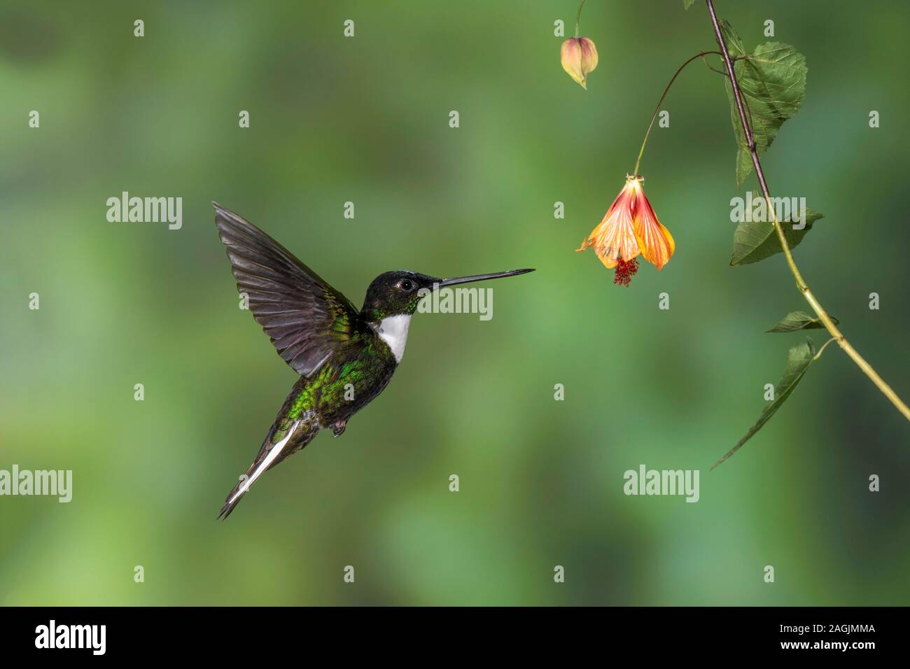 Collared Inca Coeligena torquata Tandayapa, Ecuador 8 December 2019 Adult Male Trochilidae Stock ...