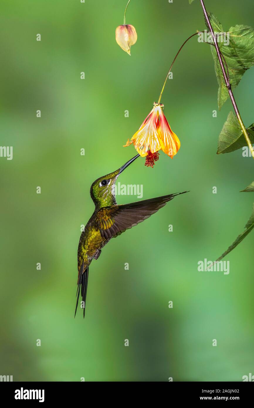 Empress hummingbird hi-res stock photography and images - Alamy