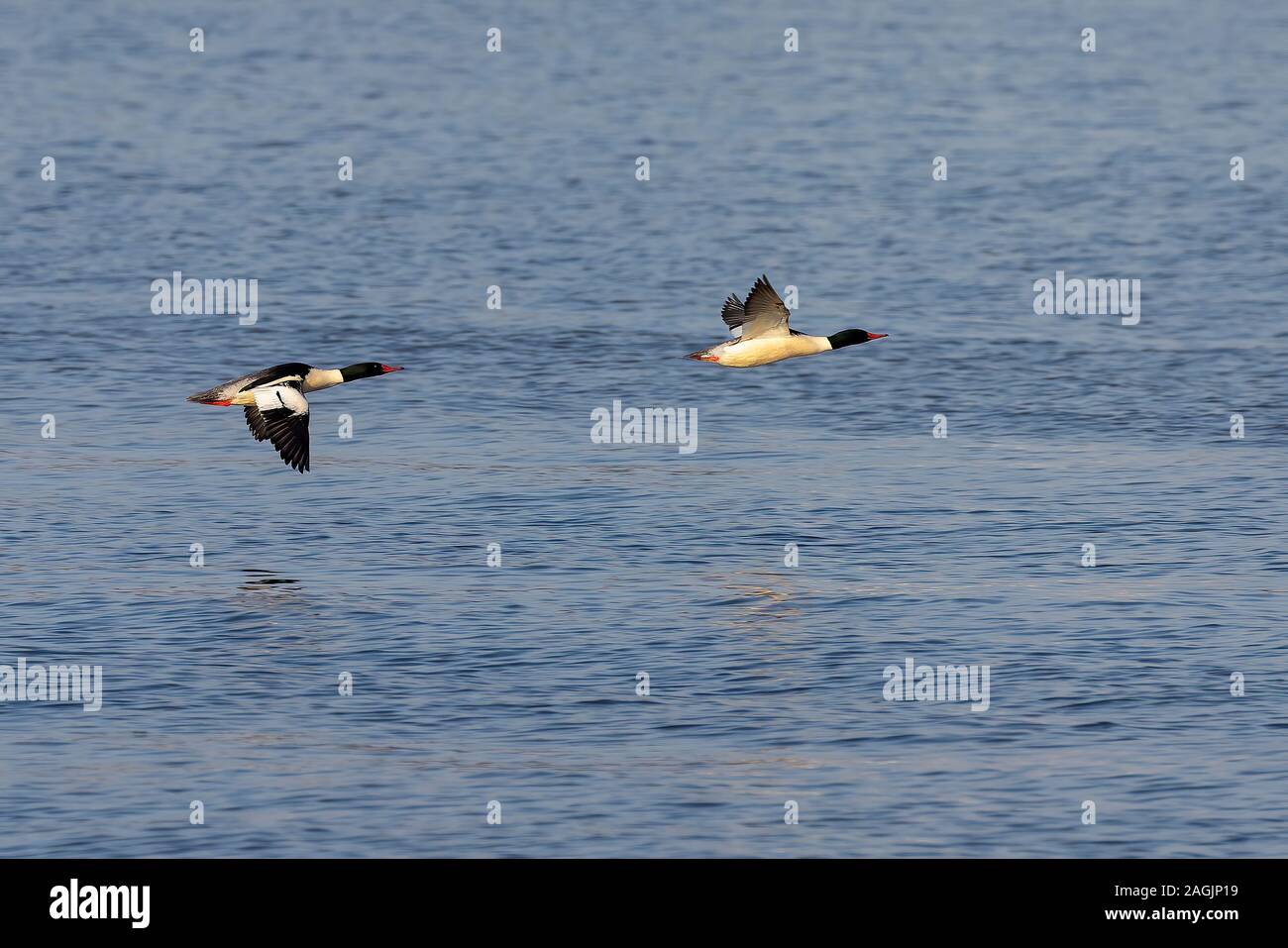 The common merganser (Mergus merganser) in fliyng during migration from ...