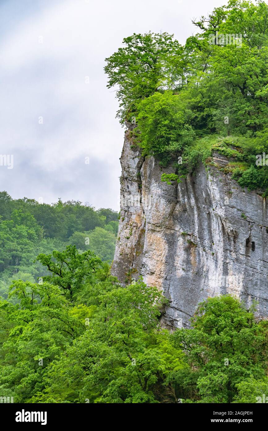 Forest Cliff Background