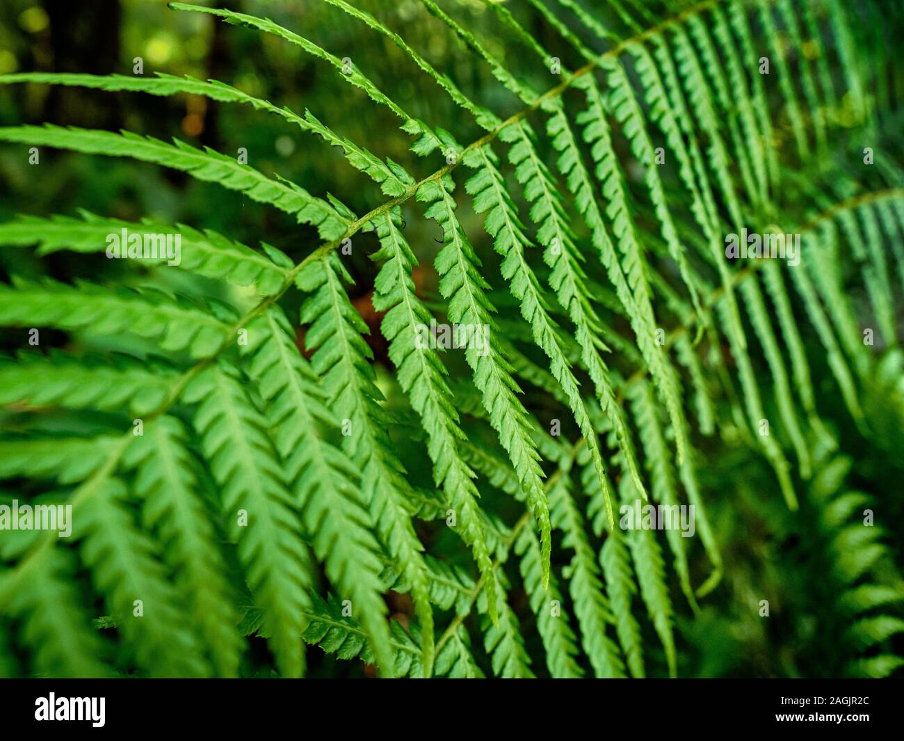 Forrest victoria australia hi-res stock photography and images - Alamy