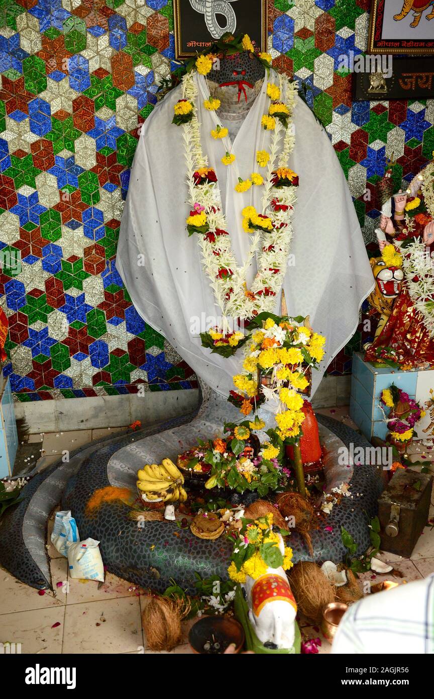 NAGPUR, MAHARASHTRA, INDIA - AUGUST 01 : People worship of Snake God in ...