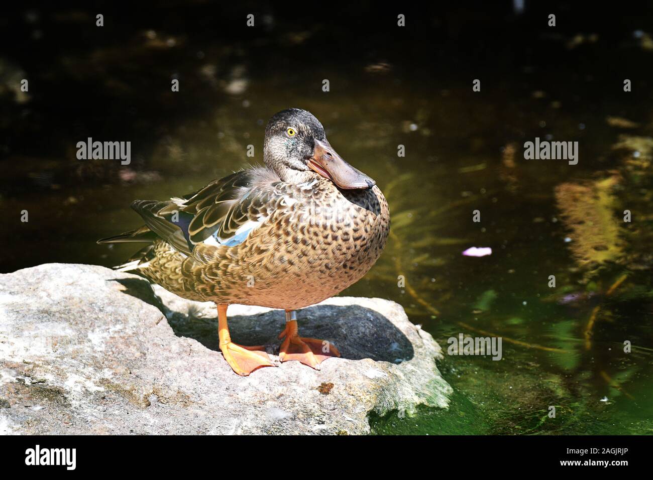 Cinnamon Teal Feathers High Resolution Stock Photography and Images - Alamy