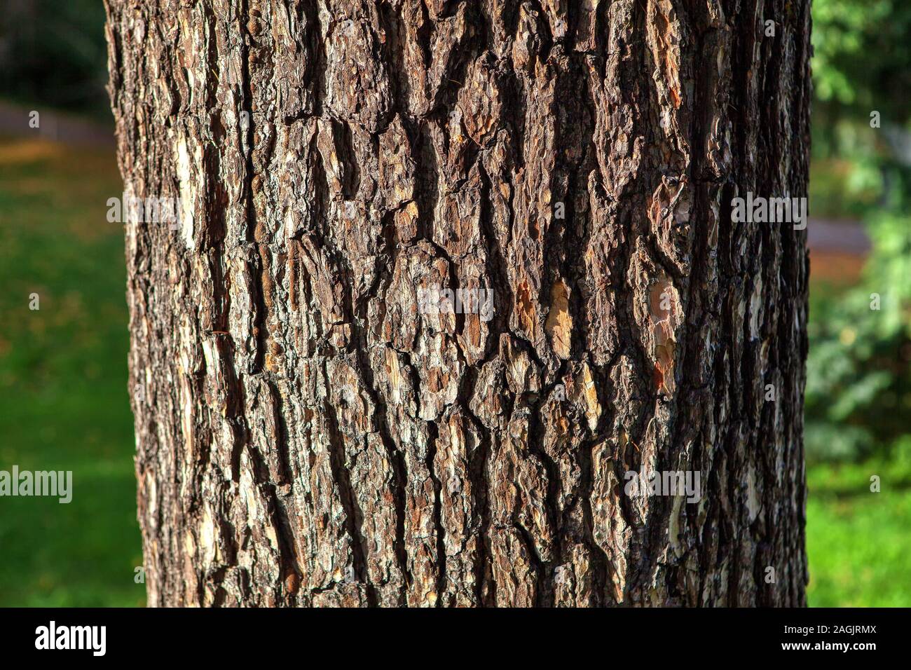 bark details of Cedrus Libani tree Stock Photo - Alamy