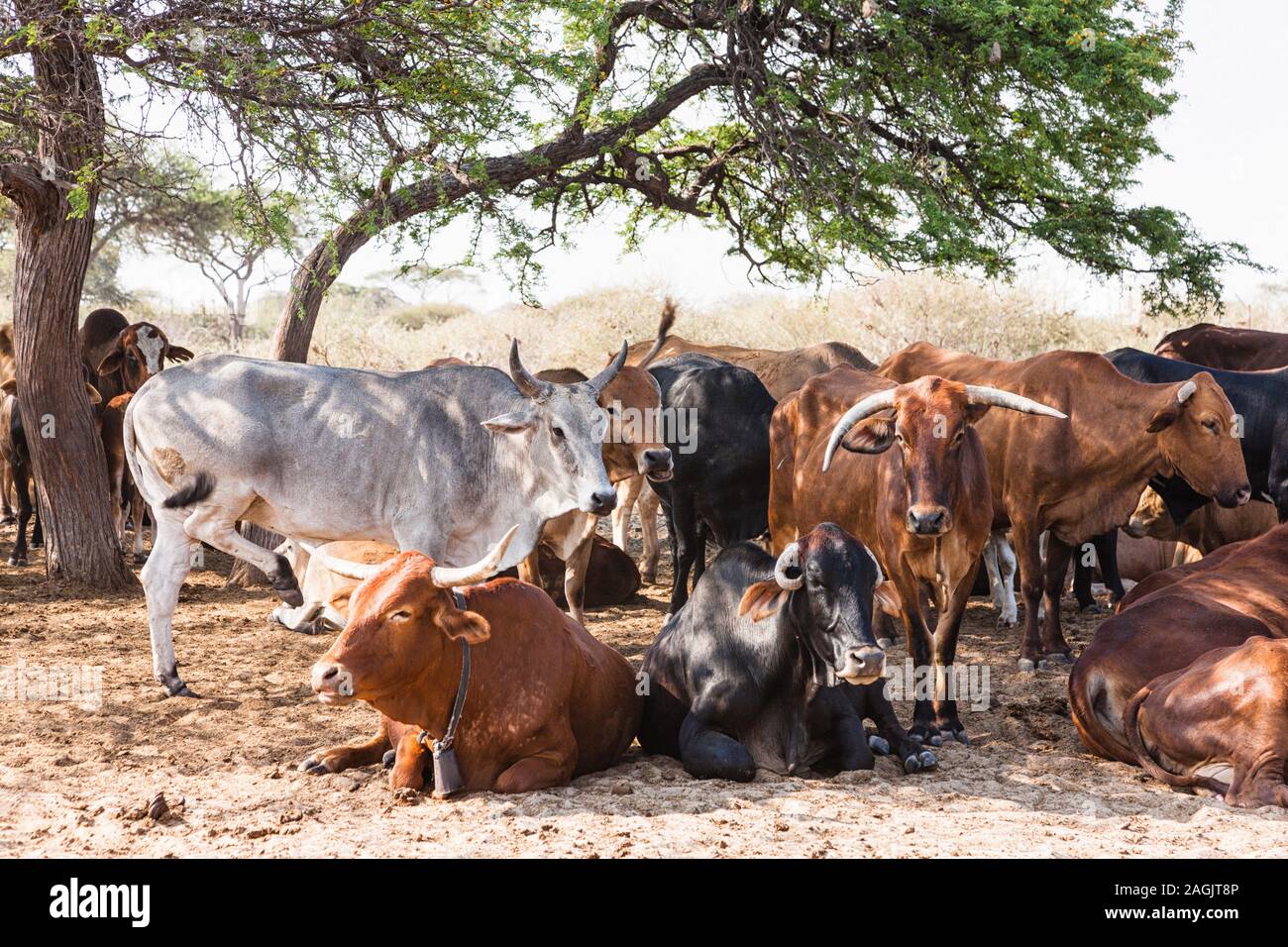 Cattle farmer,at local village Zere, Kalahari desert near Rakops ...