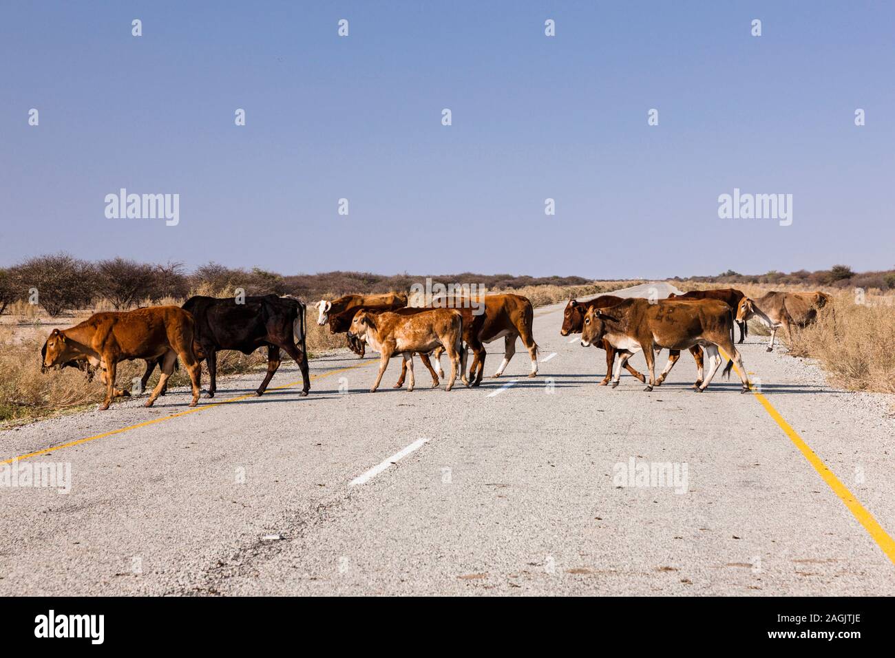 Cattle crossing tar road, Kalahari desert, near Rakops, Central ...