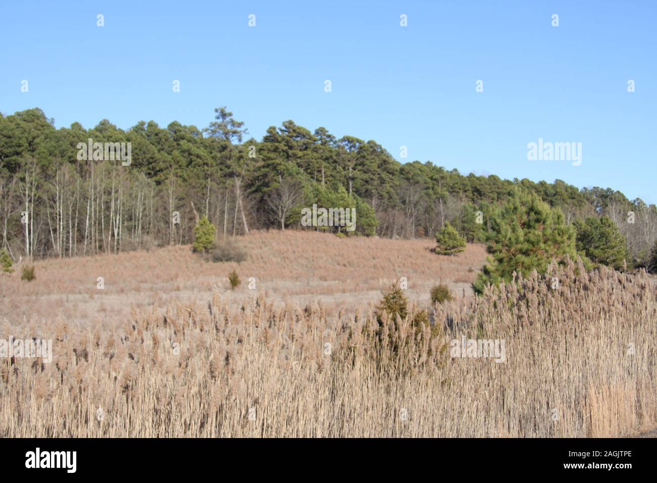 Midwest Forest and Prairie in mid December Stock Photo - Alamy