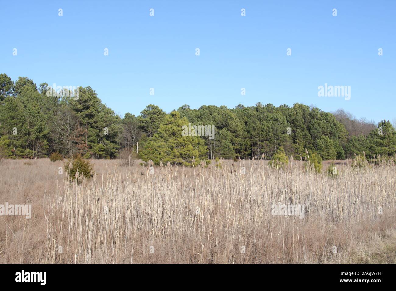 Illinois prairie grass hi-res stock photography and images - Alamy