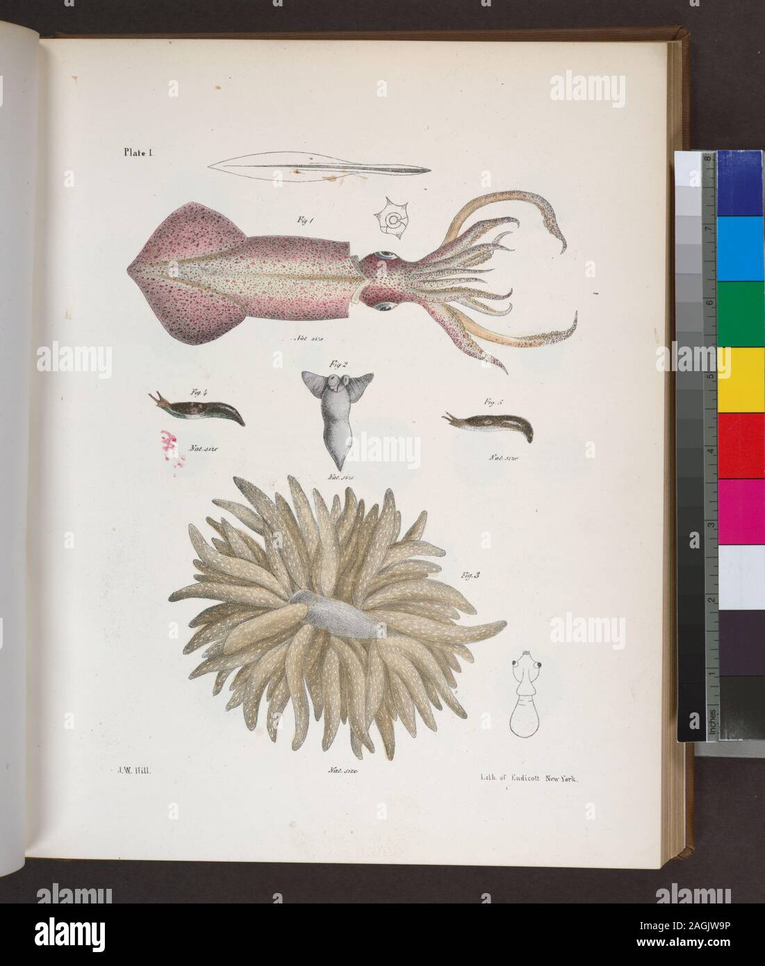 Loligo punctata hi-res stock photography and images - Alamy