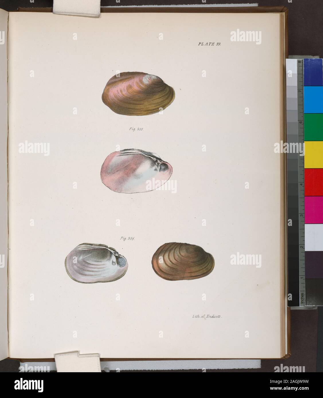 Mollusca 355. Unio rosaceus, aged. 356. Unio id., female.; Mollusca 355 ...
