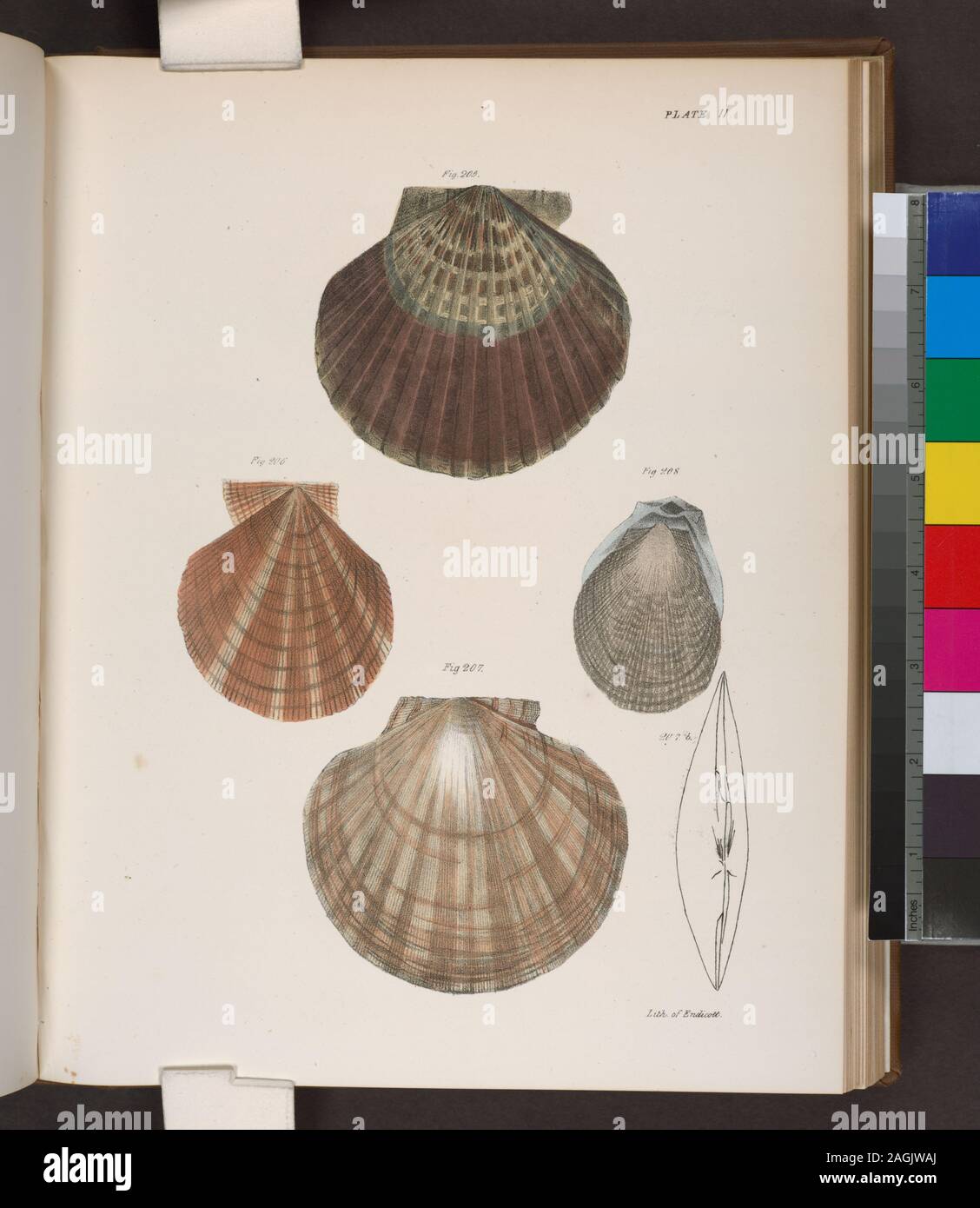 205. Pecten concentricus. 206. Pecten islandicus. 207. Pecten ...