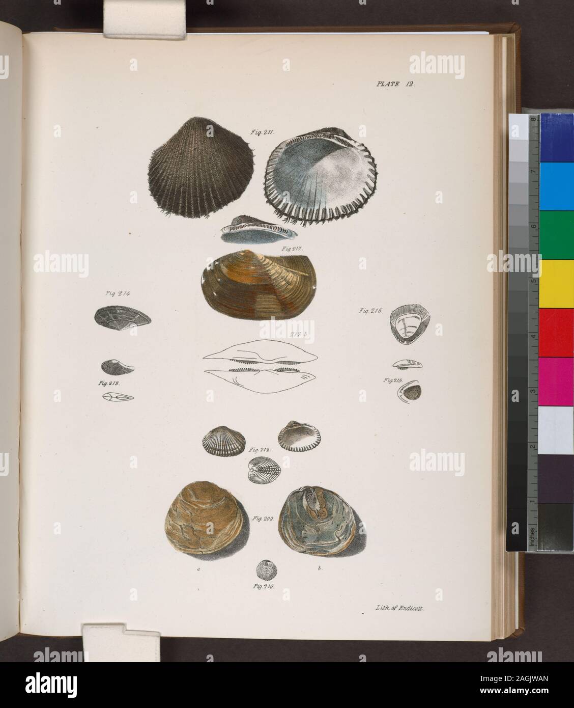 Anomia hi-res stock photography and images - Alamy