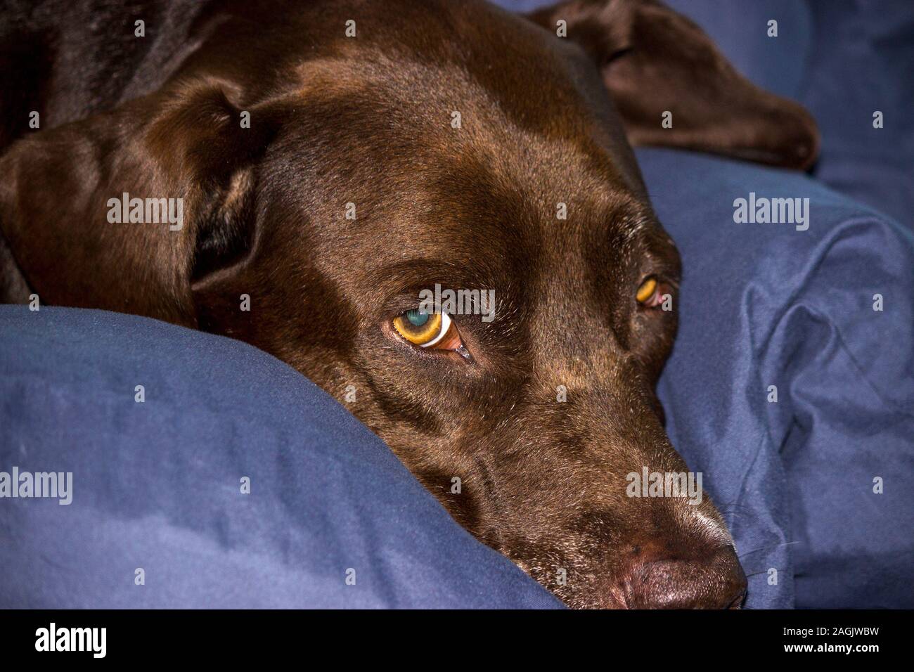 Lab face hi-res stock photography and images - Alamy