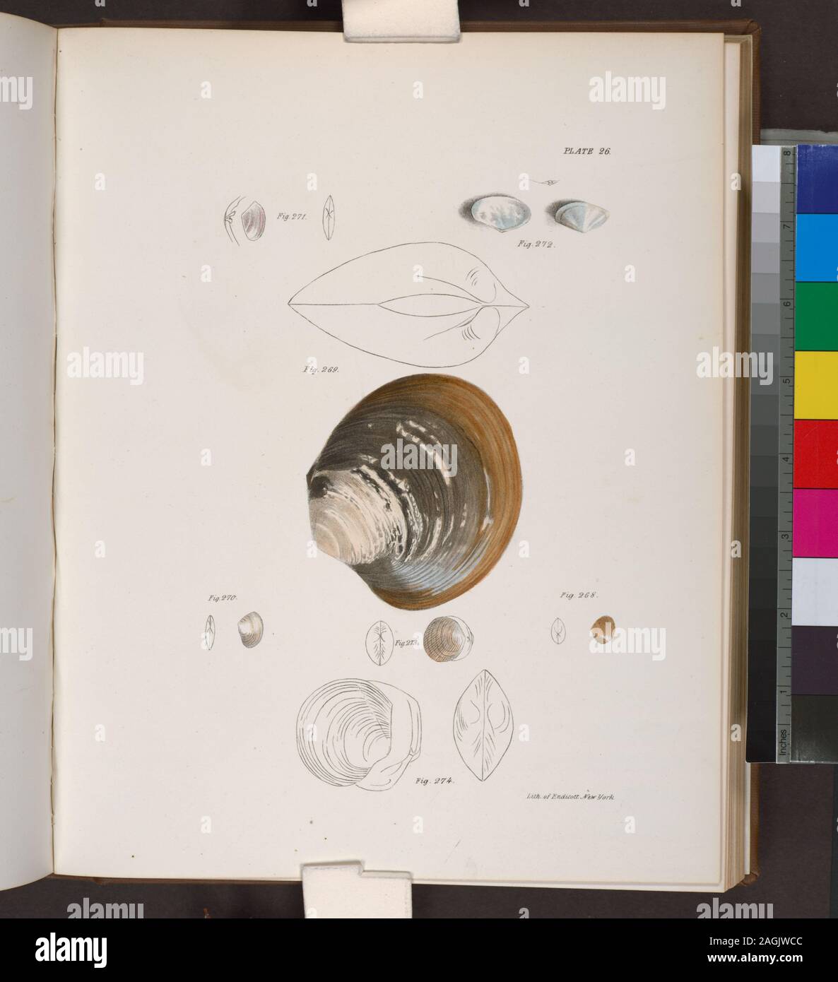 Lucina divaricata hi-res stock photography and images - Alamy