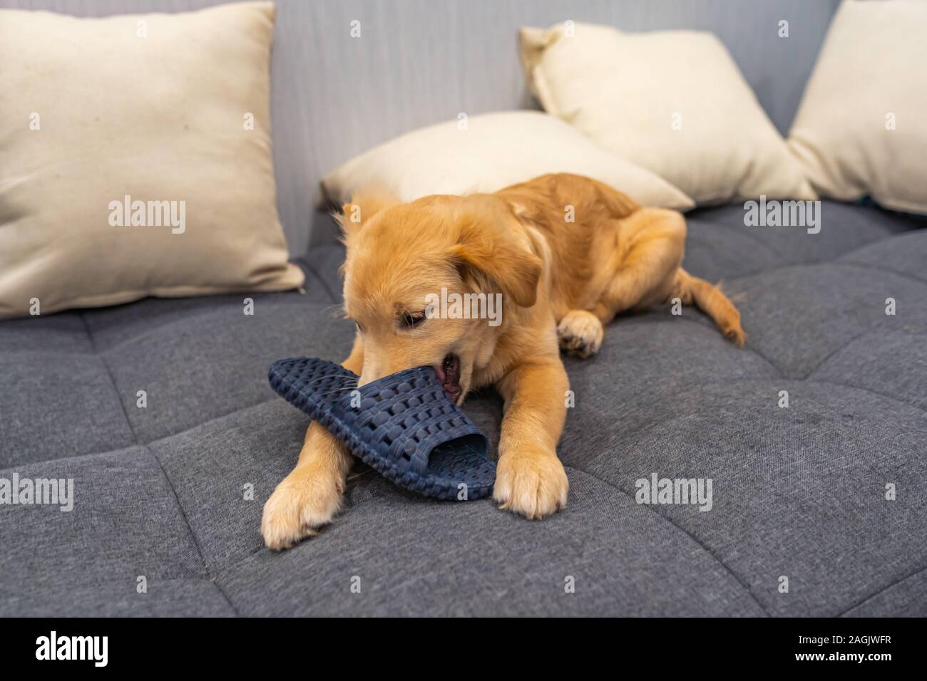 Naughty golden baby dog biting a shoe at living room Stock Photo - Alamy