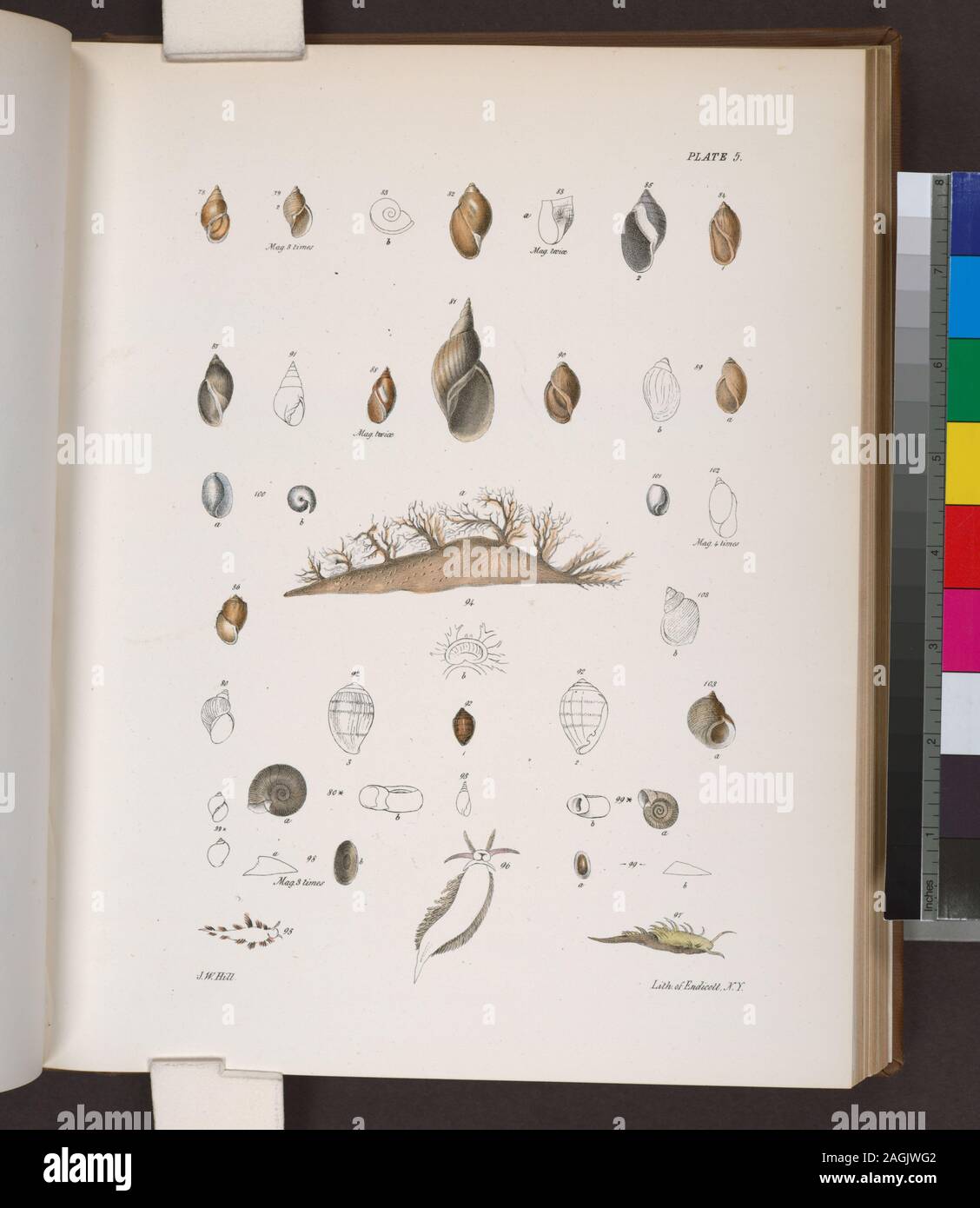 78. Limnea desidiosa. 79. Limnea caperata, young. 80. Limnea ...