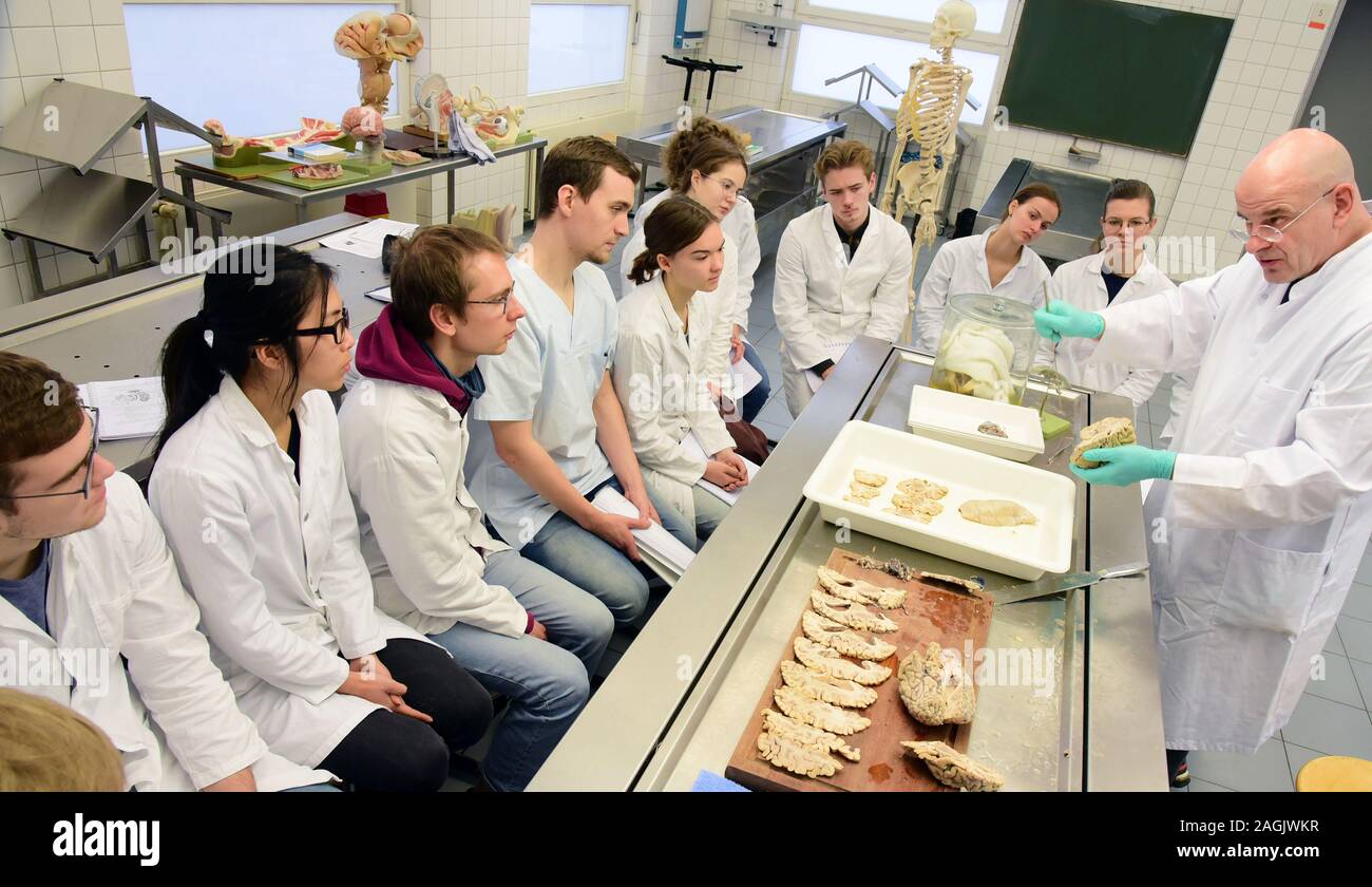 Dissecting brain hi-res stock photography and images - Alamy