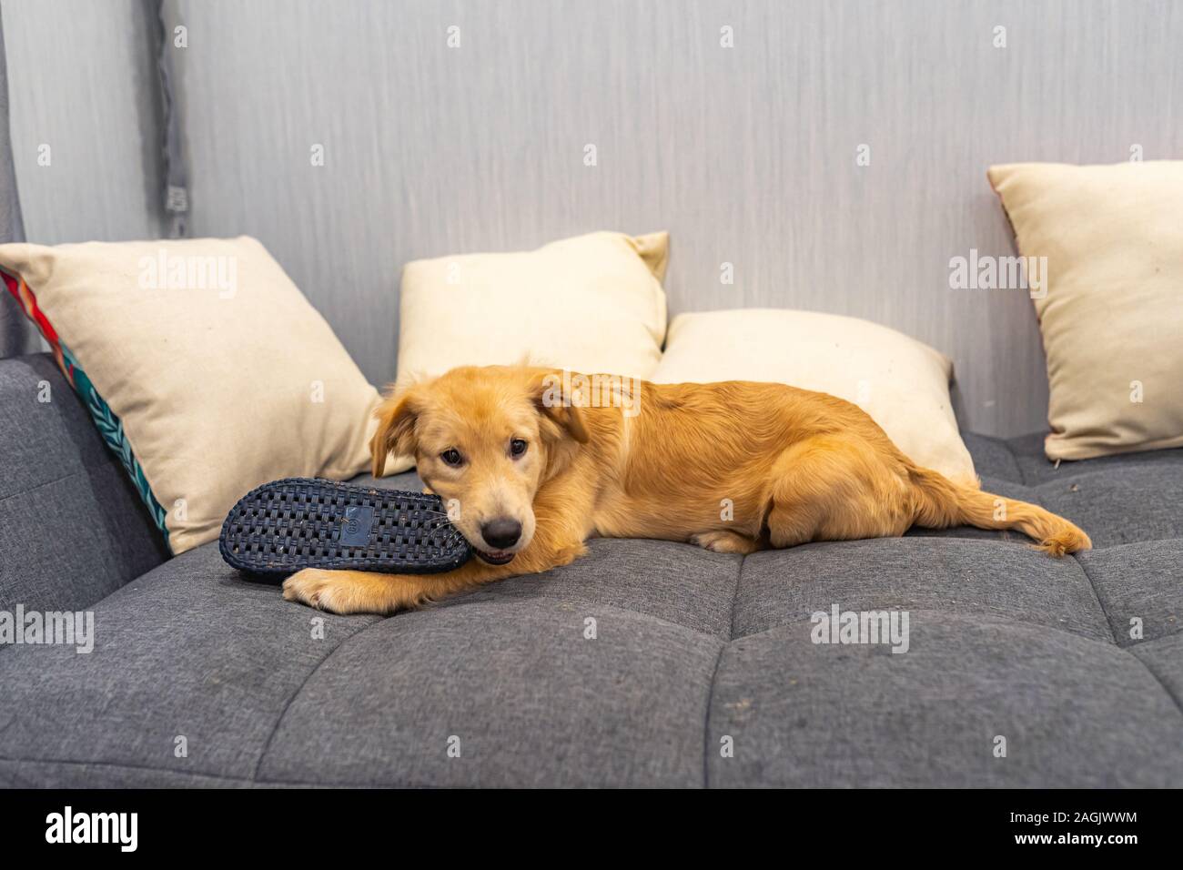 Little golden retriever dog biting a slipper on sofa bed Stock Photo ...