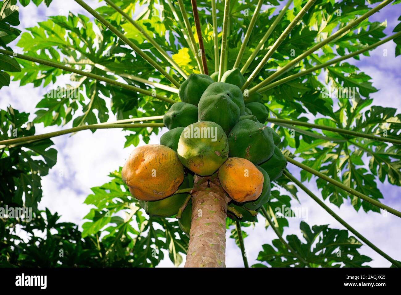 The papaya, papaw or pawpaw is the plant Carica papaya Stock Photo - Alamy