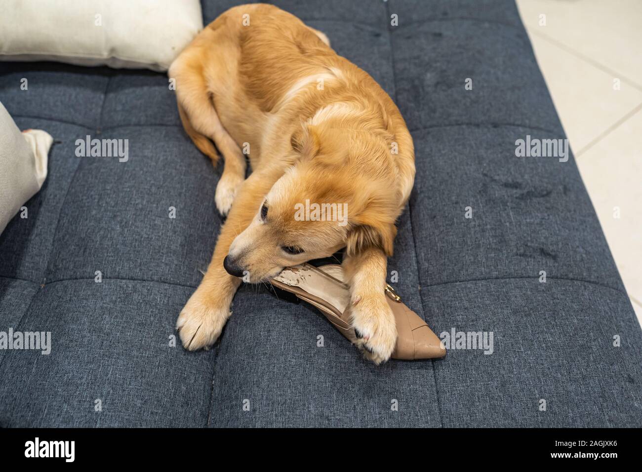 Naughty little golden retriever dog biting his owner's shoe Stock Photo ...
