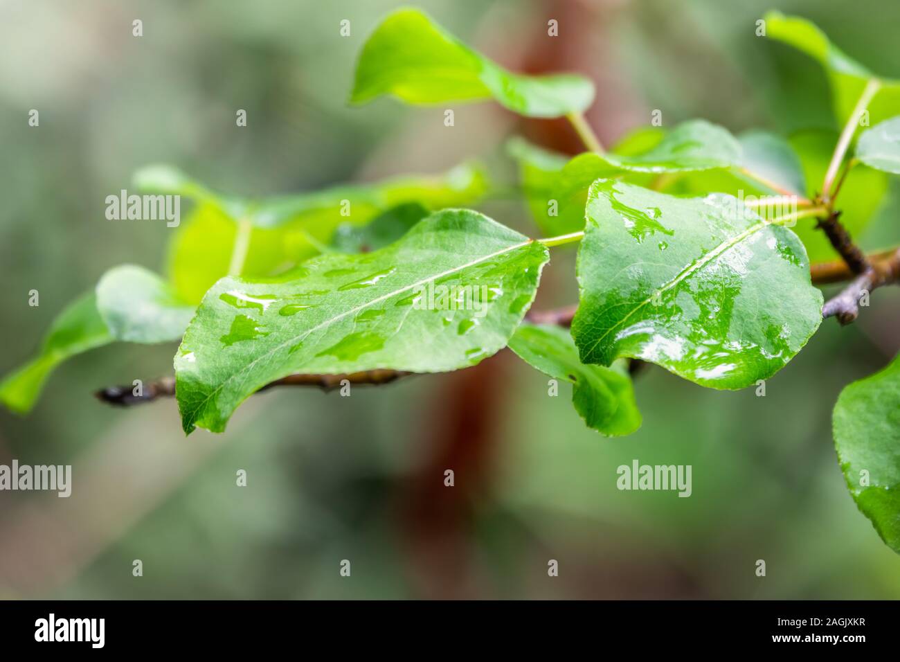 Spring apple tree leaves drops hi-res stock photography and images - Alamy