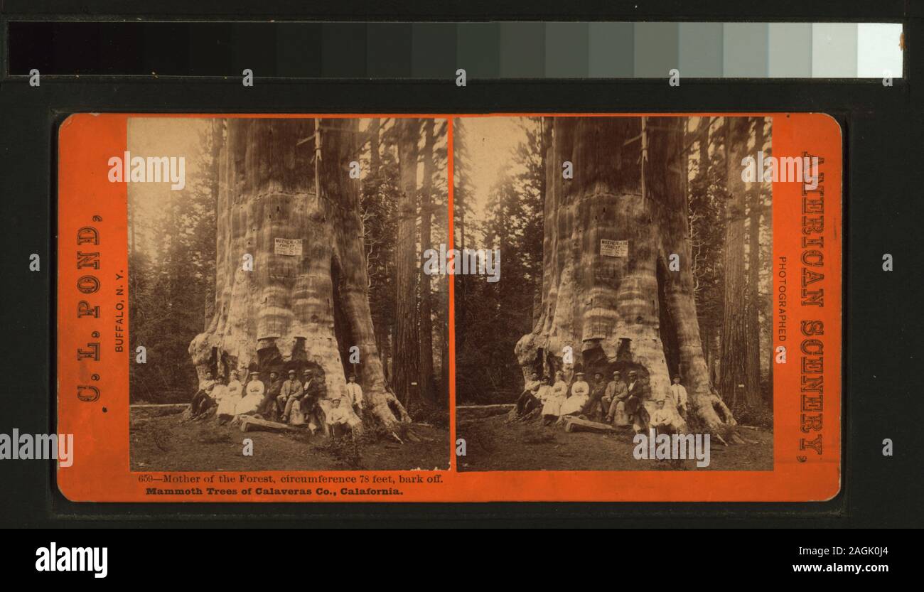 Mother of the Forest, Circumference 78 feet bark off Mammoth Trees of ...