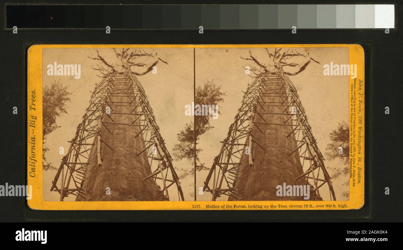 Mother of the Forest, looking up the tree, circum 78 ft, over 300 ft ...