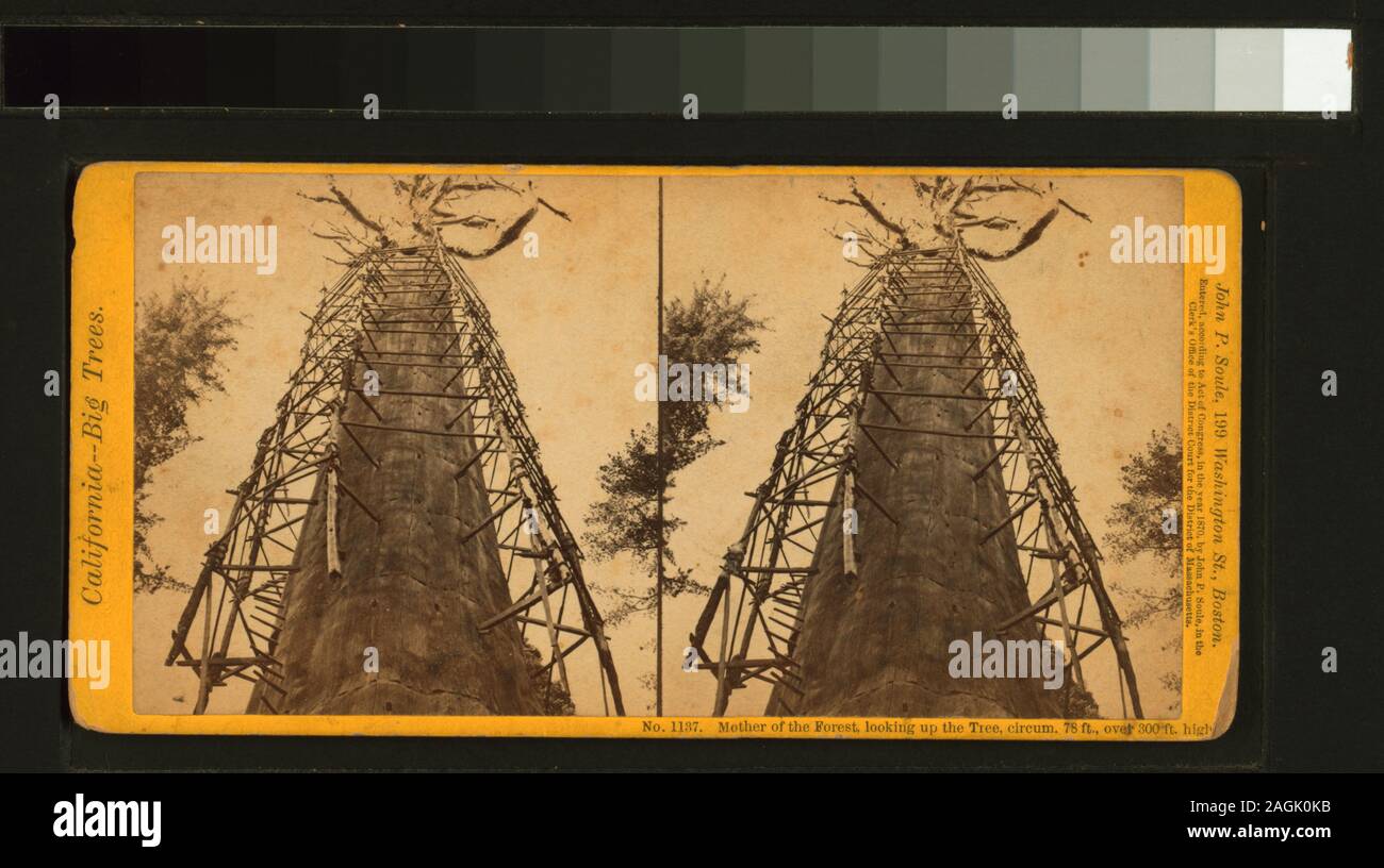 Mother of the Forest, looking up the tree, circum 78 ft, over 300 ft ...